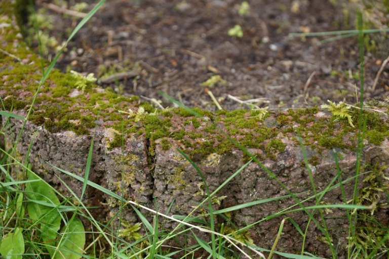 Moos im Rasen entfernen - So werden Sie das Moos los