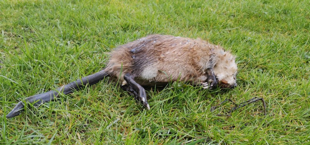 Bisamratten im Garten: Erkennen, Verstehen und Handeln › Das Gartenmagazin